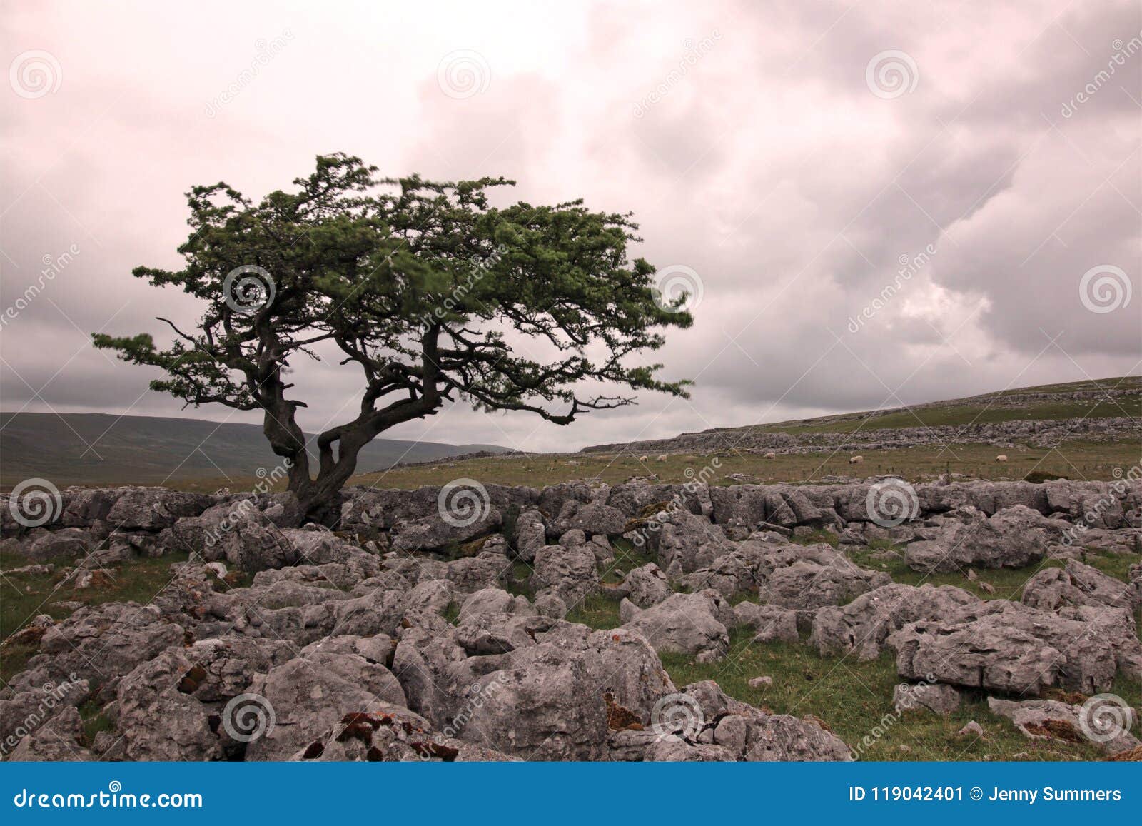 A Single Tree on a Limestone Pavement Stock Image - Image of dales ...