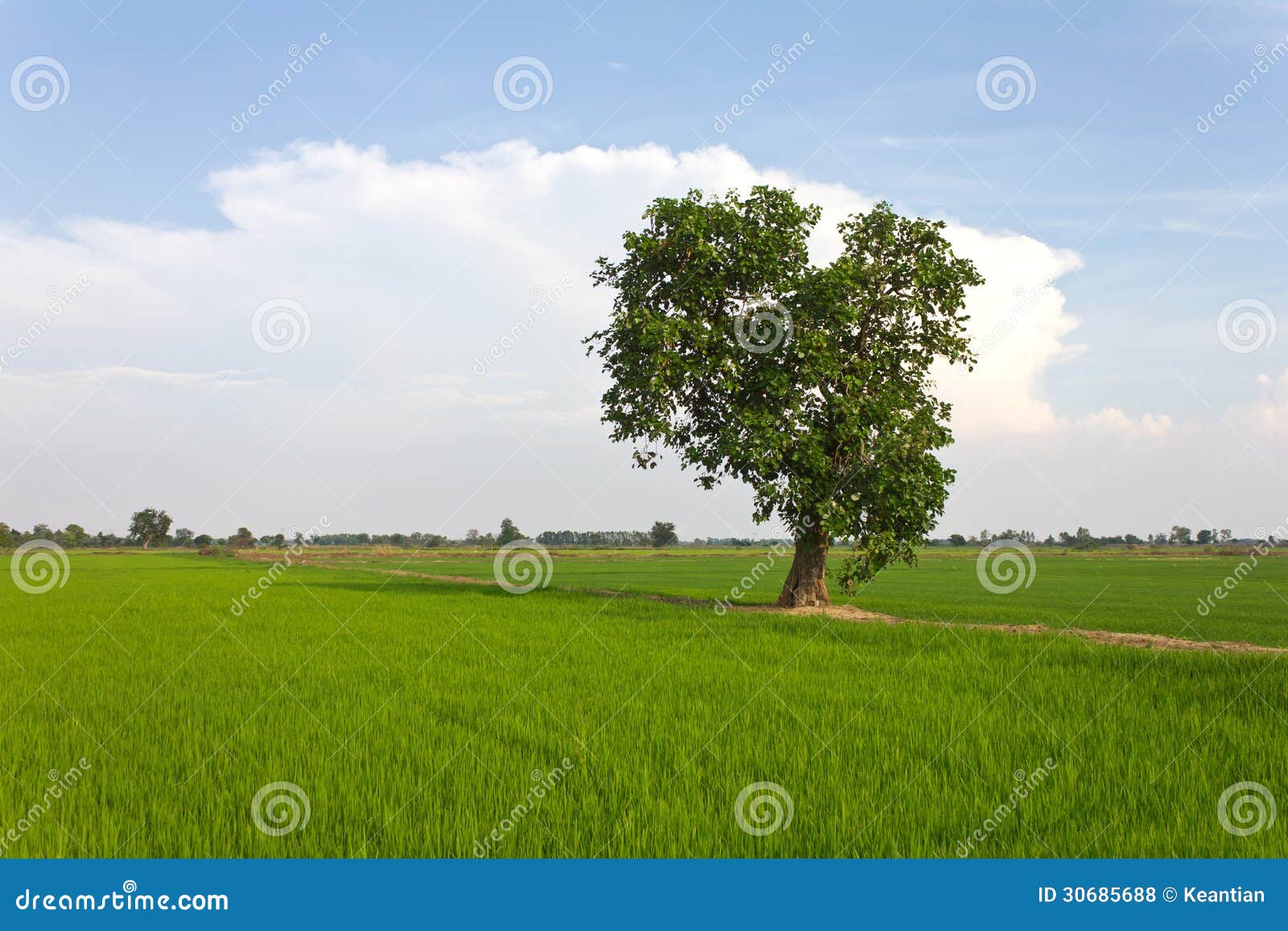 Single tree. stock photo. Image of alone, landscape, field - 30685688