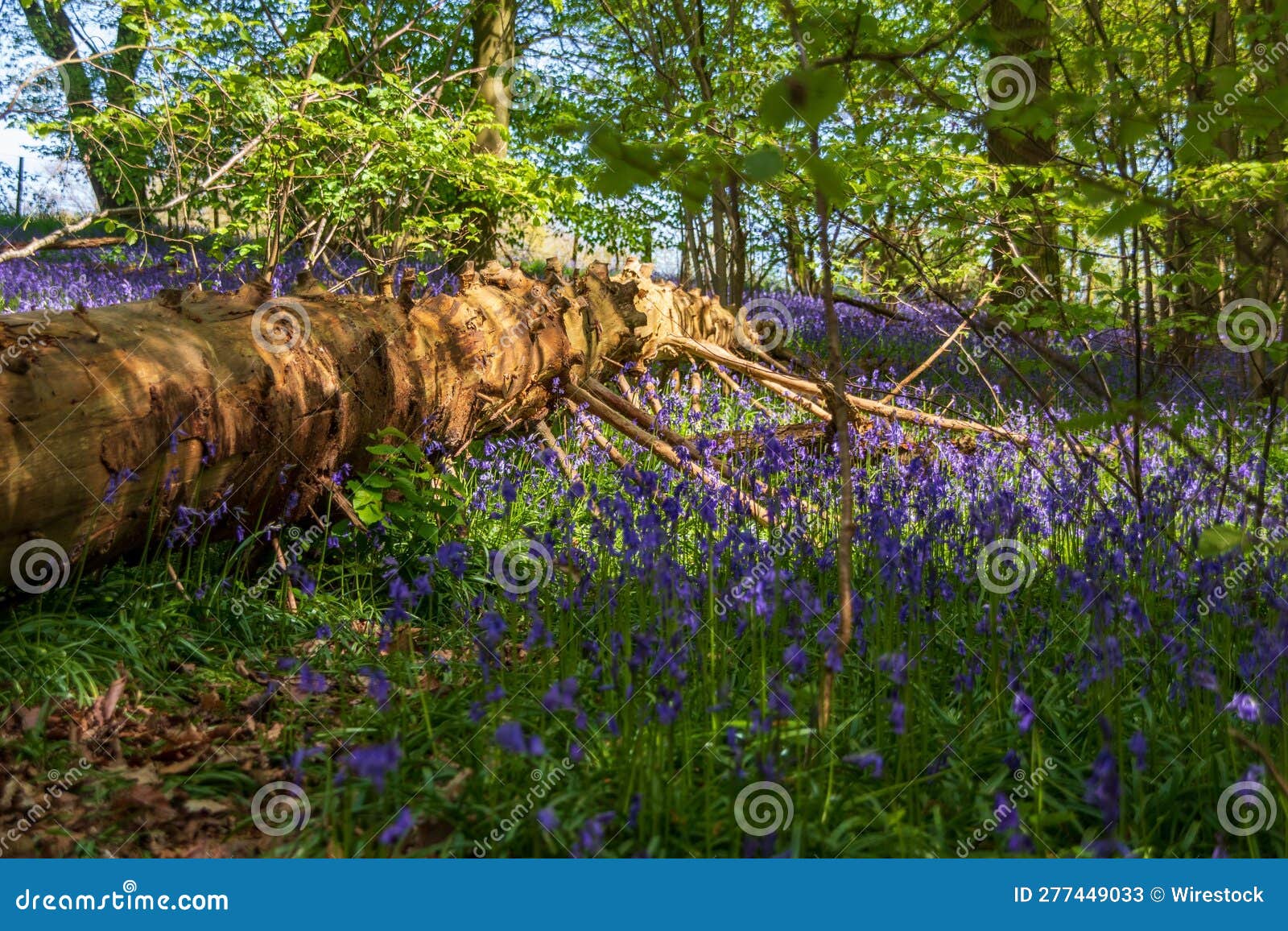 Single Tree Lying on Its Side in a Forested Environment during the ...