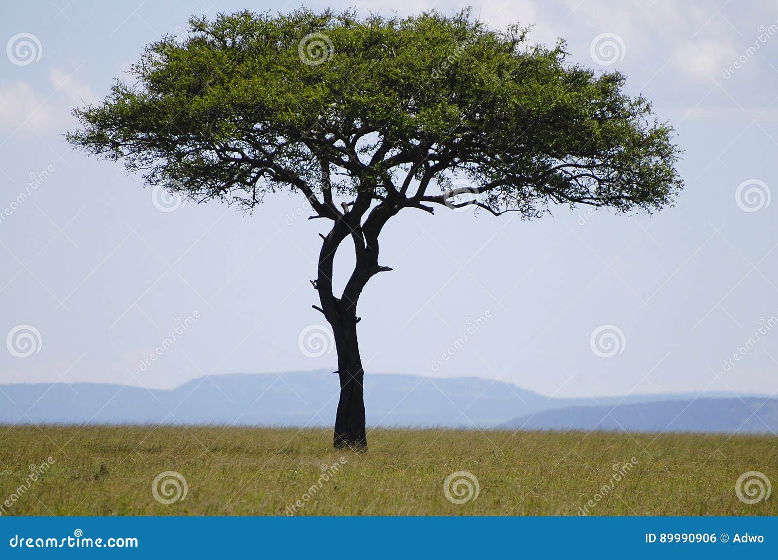 Single Tree - Masai Mara - Kenya Stock Photo - Image of peace, rural ...