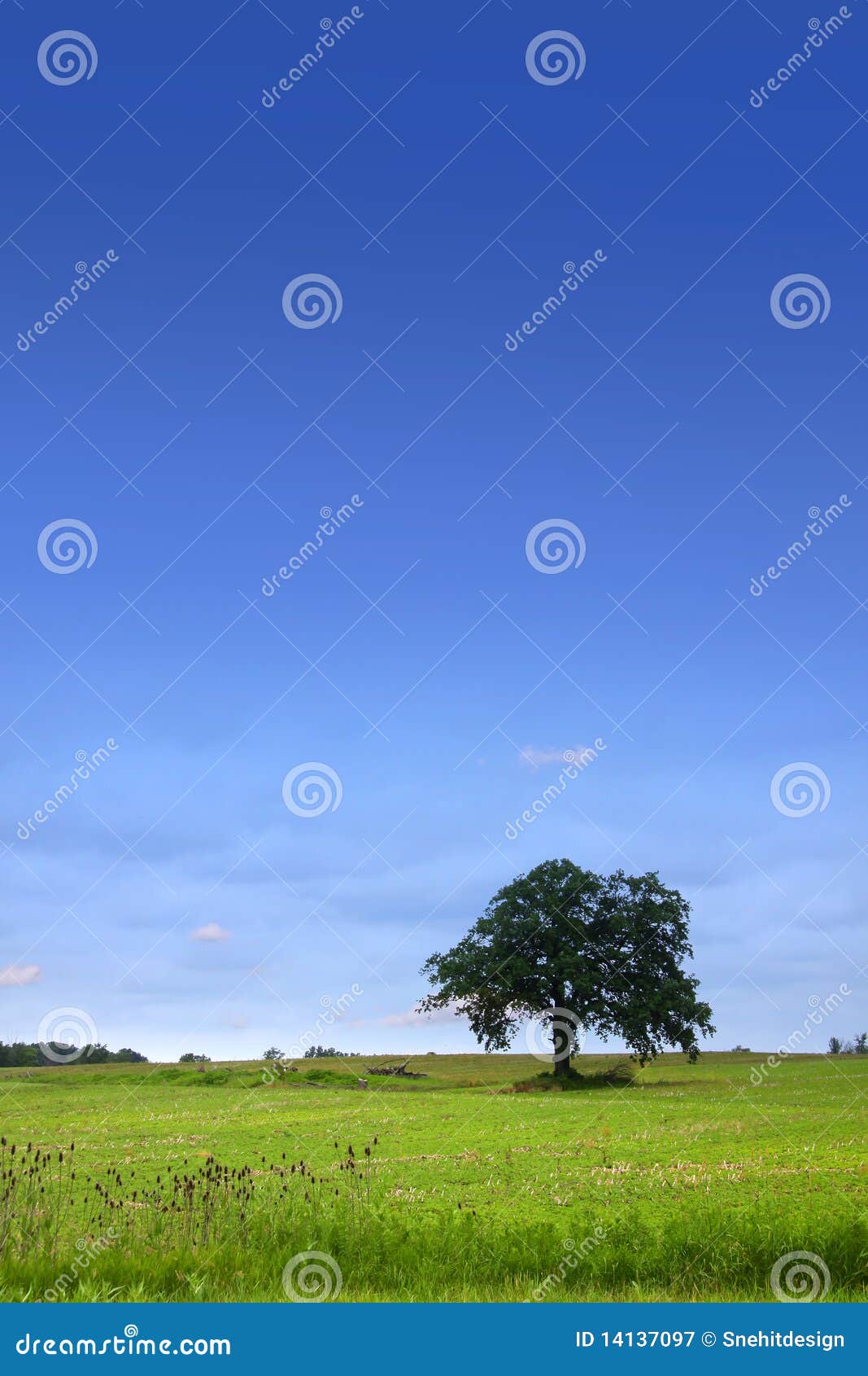 Single tree in the meadow stock image. Image of rural - 14137097