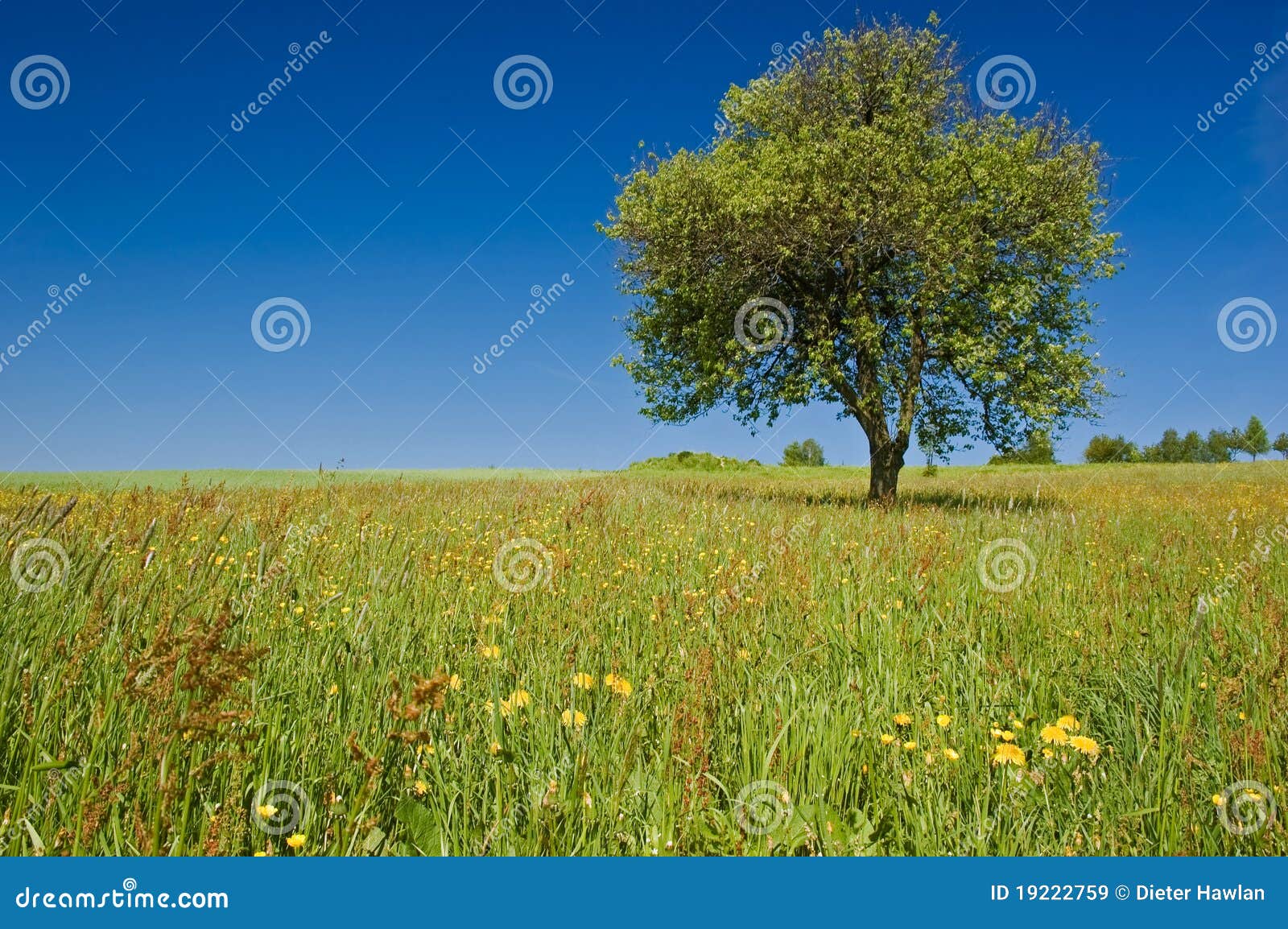 Single Tree in the Meadow stock image. Image of field - 19222759