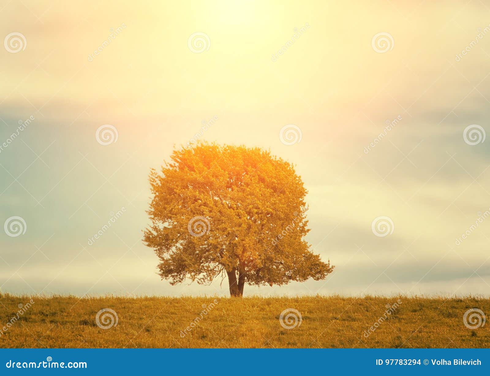 Single Tree on Meadow in Autumn Landscape Under Blue Sky with Clouds ...
