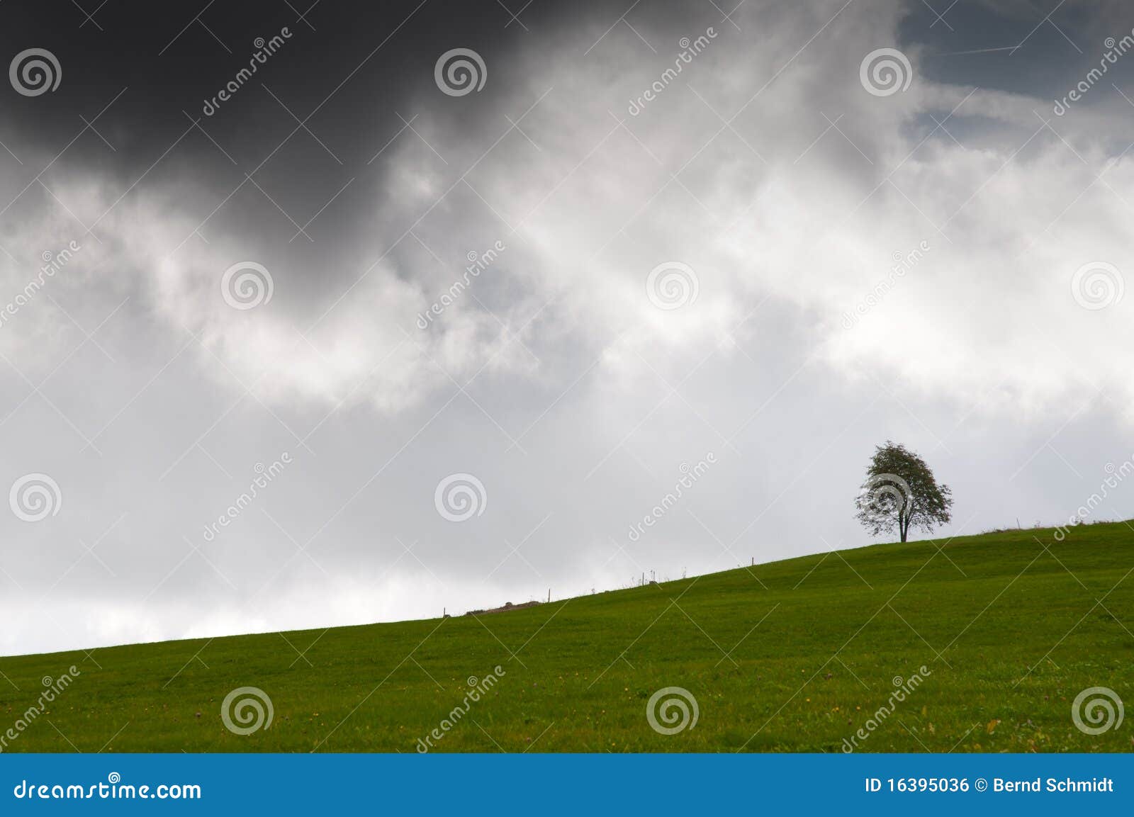 Single Tree on a Meadow with a Dark Sky Stock Photo - Image of green ...