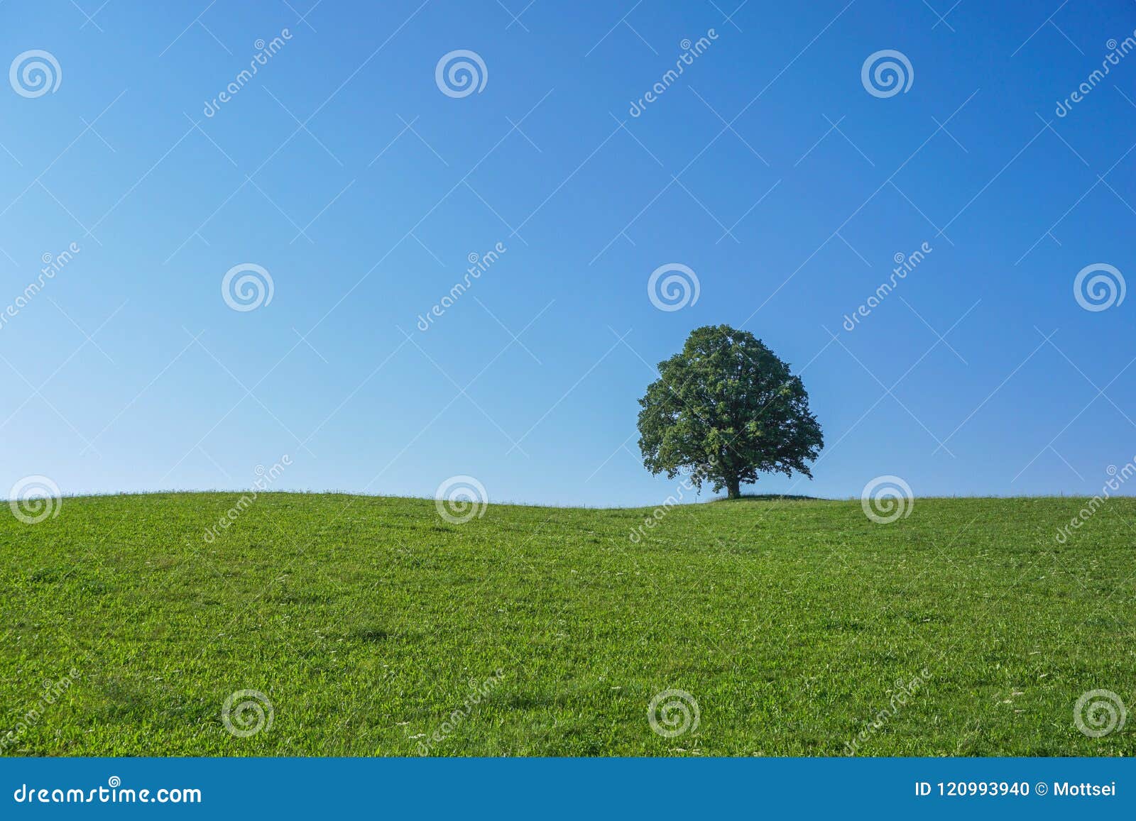 A single tree on a meadow stock photo. Image of single - 120993940