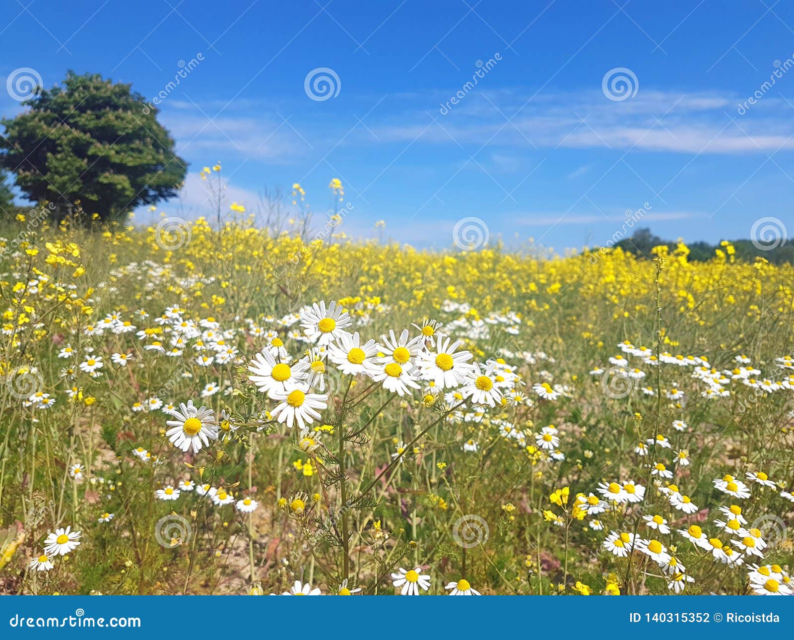 Single Tree in the Meadow with Spring Flowers Stock Photo - Image of ...