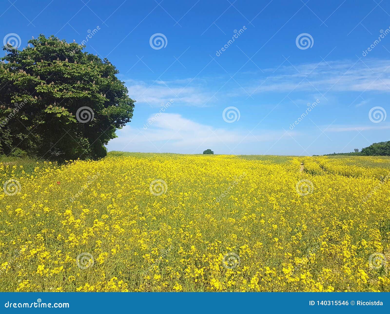 Single Tree in the Meadow with Spring Flowers Stock Photo - Image of ...