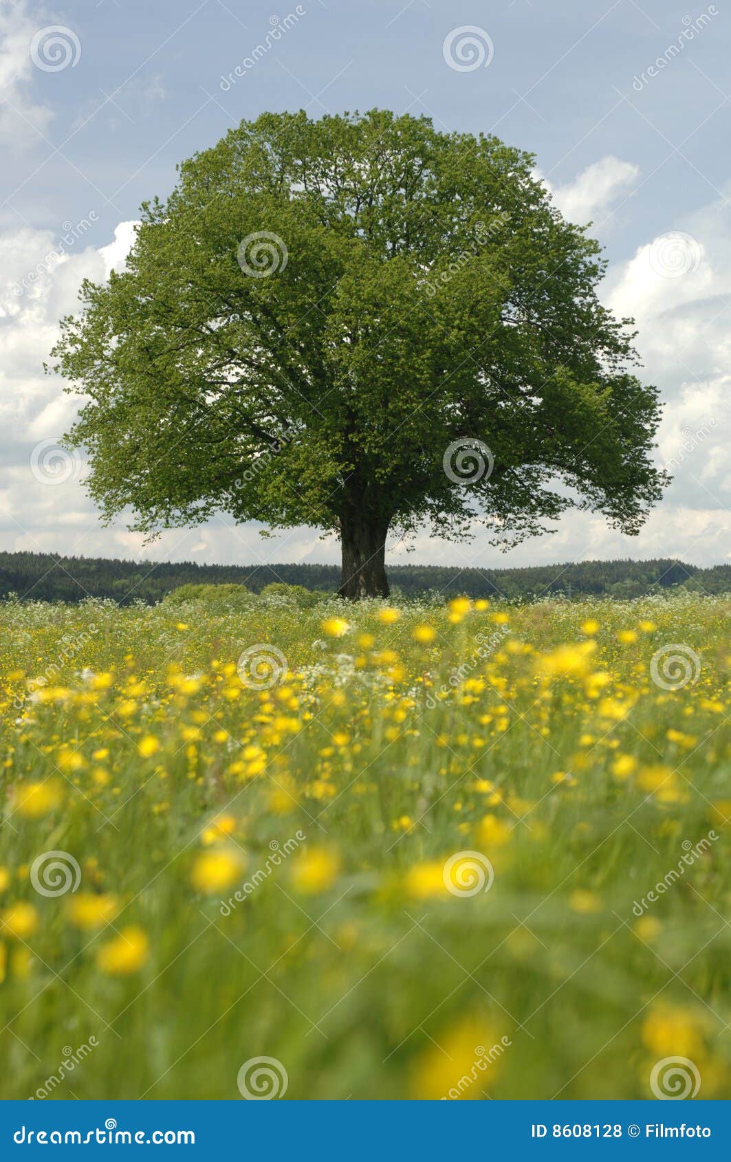 Single Tree in Meadow at Springtime Stock Photo - Image of grass ...