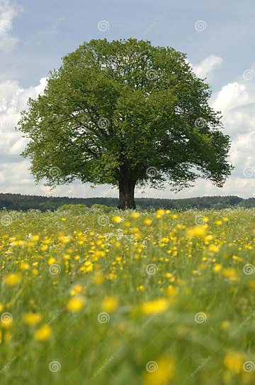 Single Tree in Meadow at Springtime Stock Photo - Image of grass ...