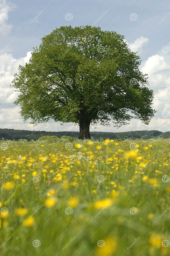 Single Tree in Meadow at Springtime Stock Photo - Image of grass ...