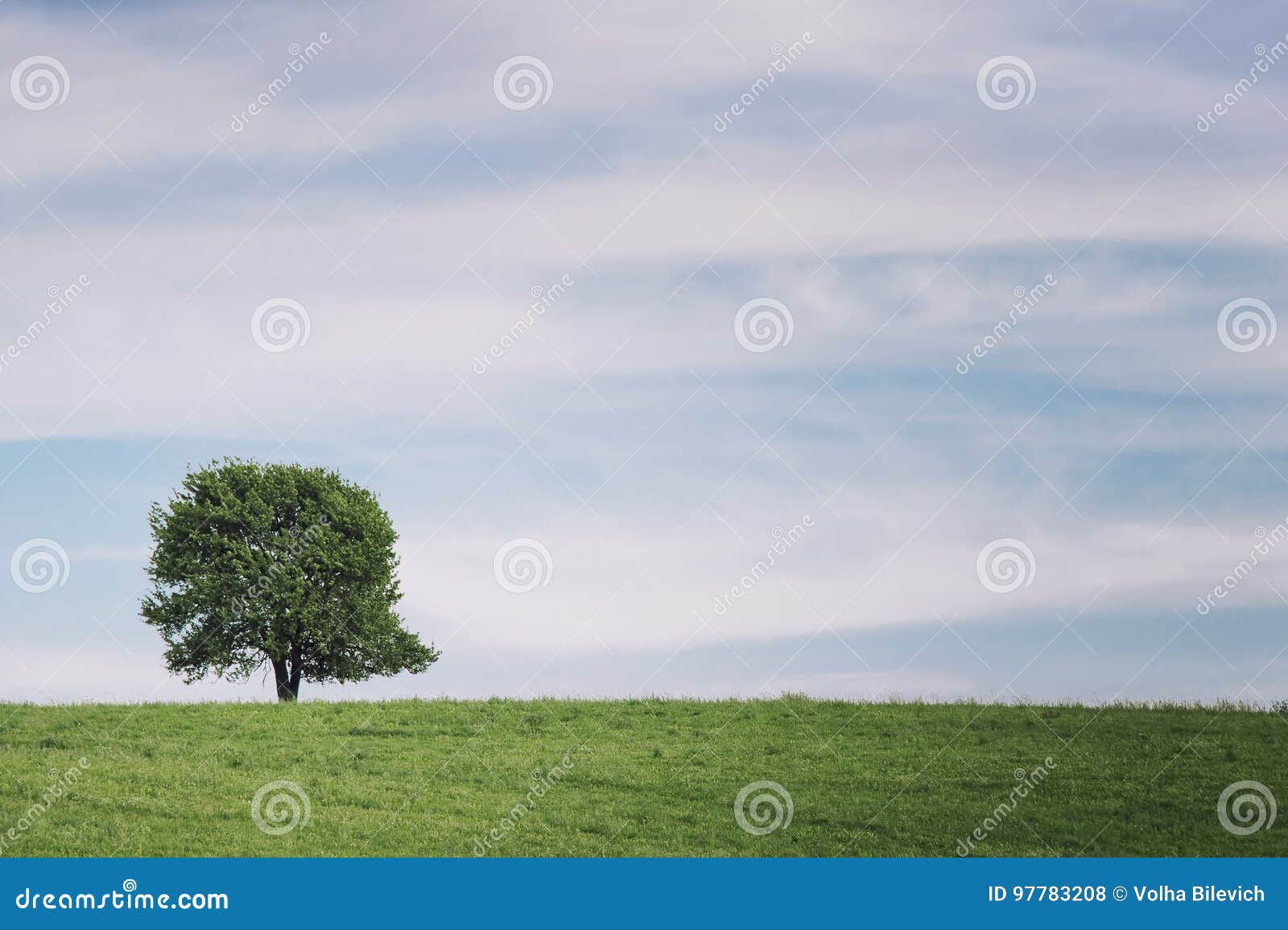 Single Tree on Meadow in Summer Landscape Under Blue Sky with Clouds ...