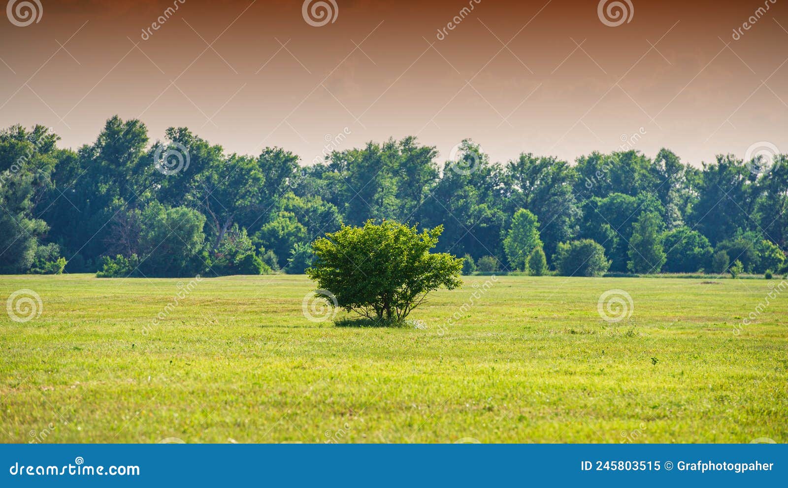 Single tree in the meadow stock image. Image of rural - 245803515