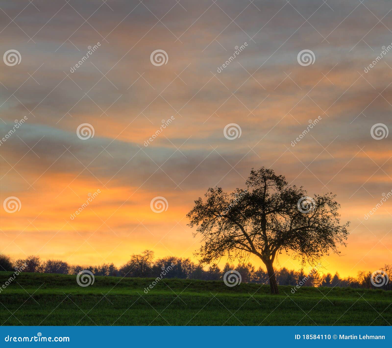 Single Tree on Meadow with Sunset Stock Photo - Image of dark, dusk ...