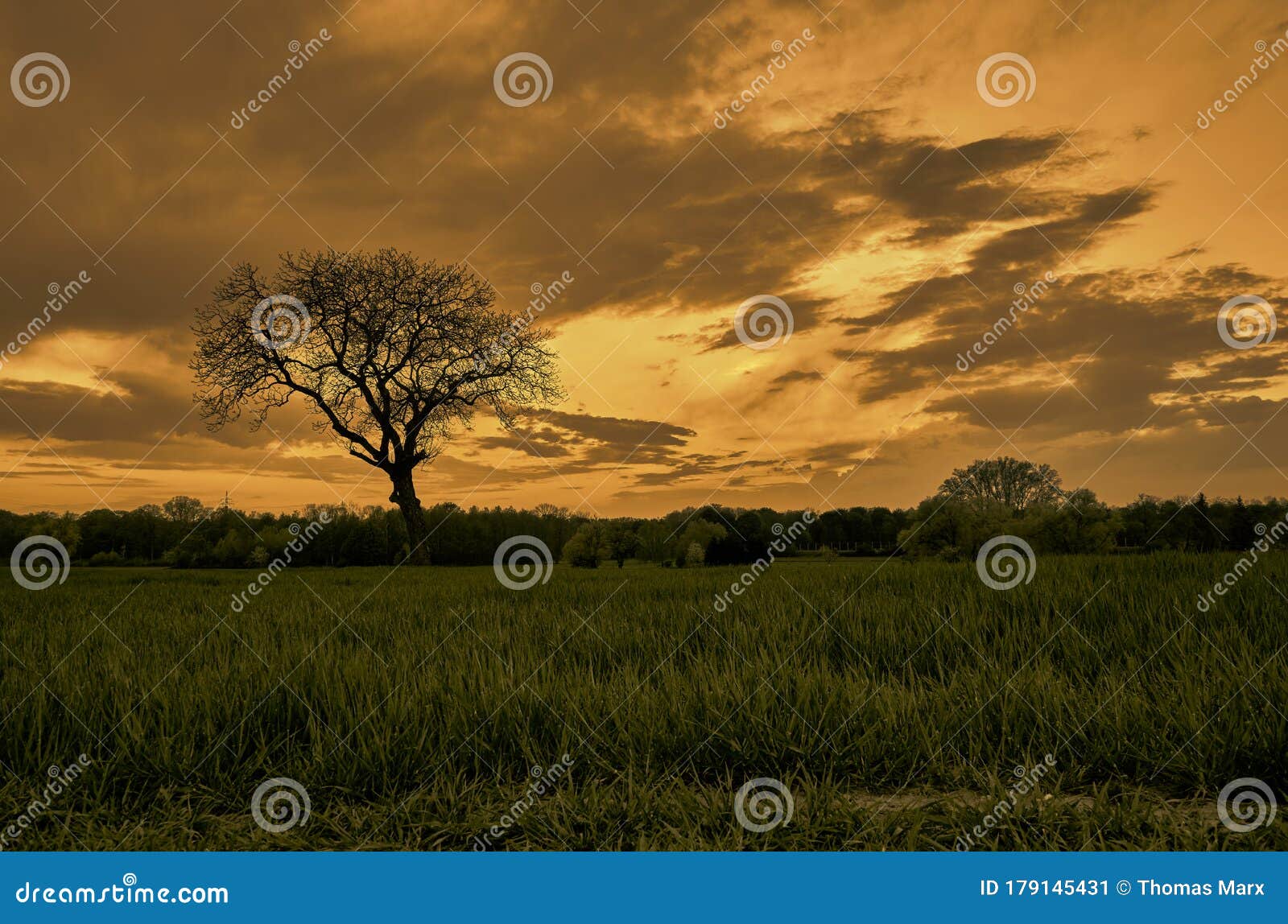Single Tree in the Meadows in Front of a Dramatic Sunset Sky Stock ...