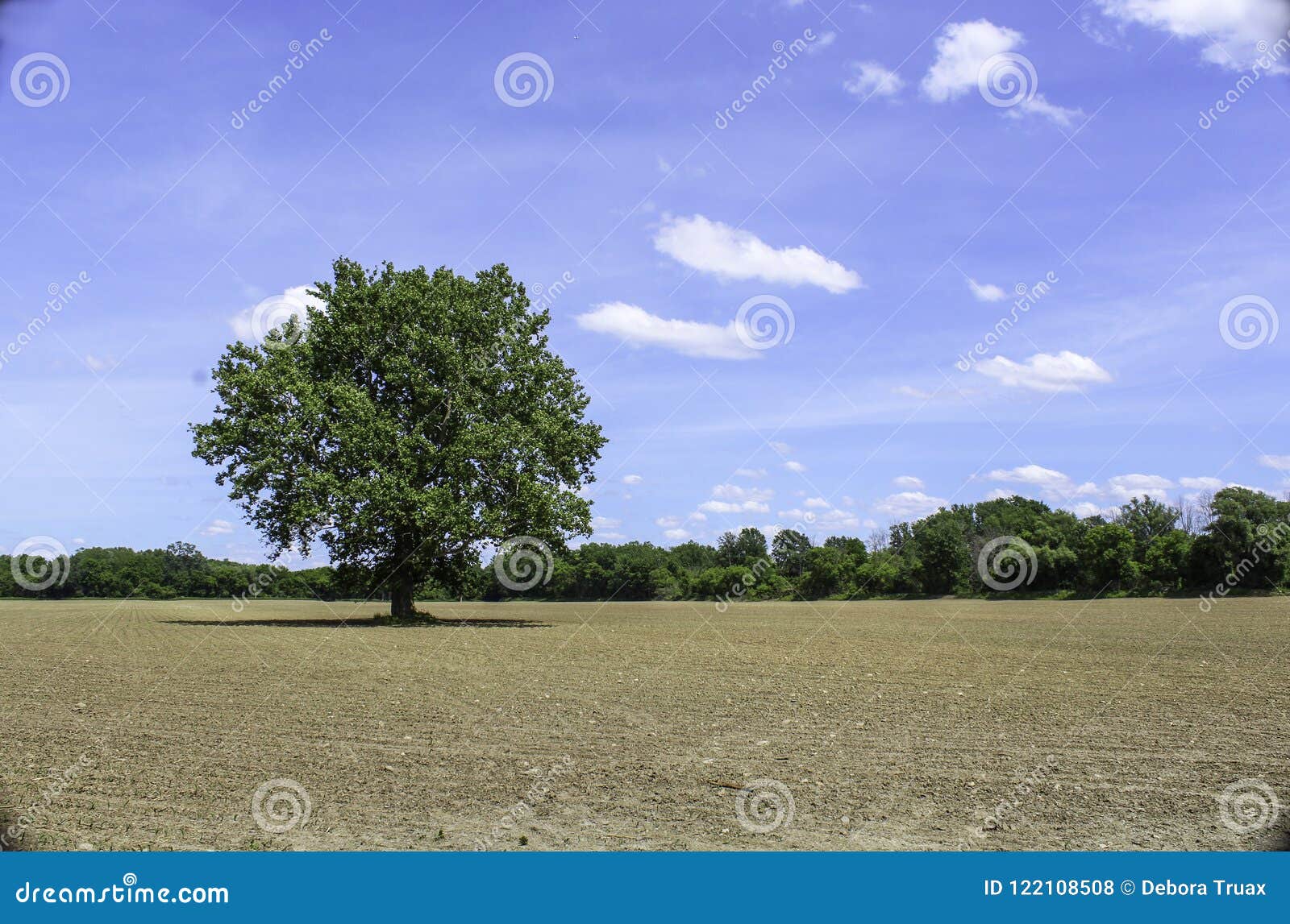 Single Tree in the Middle of a Farm Field Stock Photo - Image of white ...