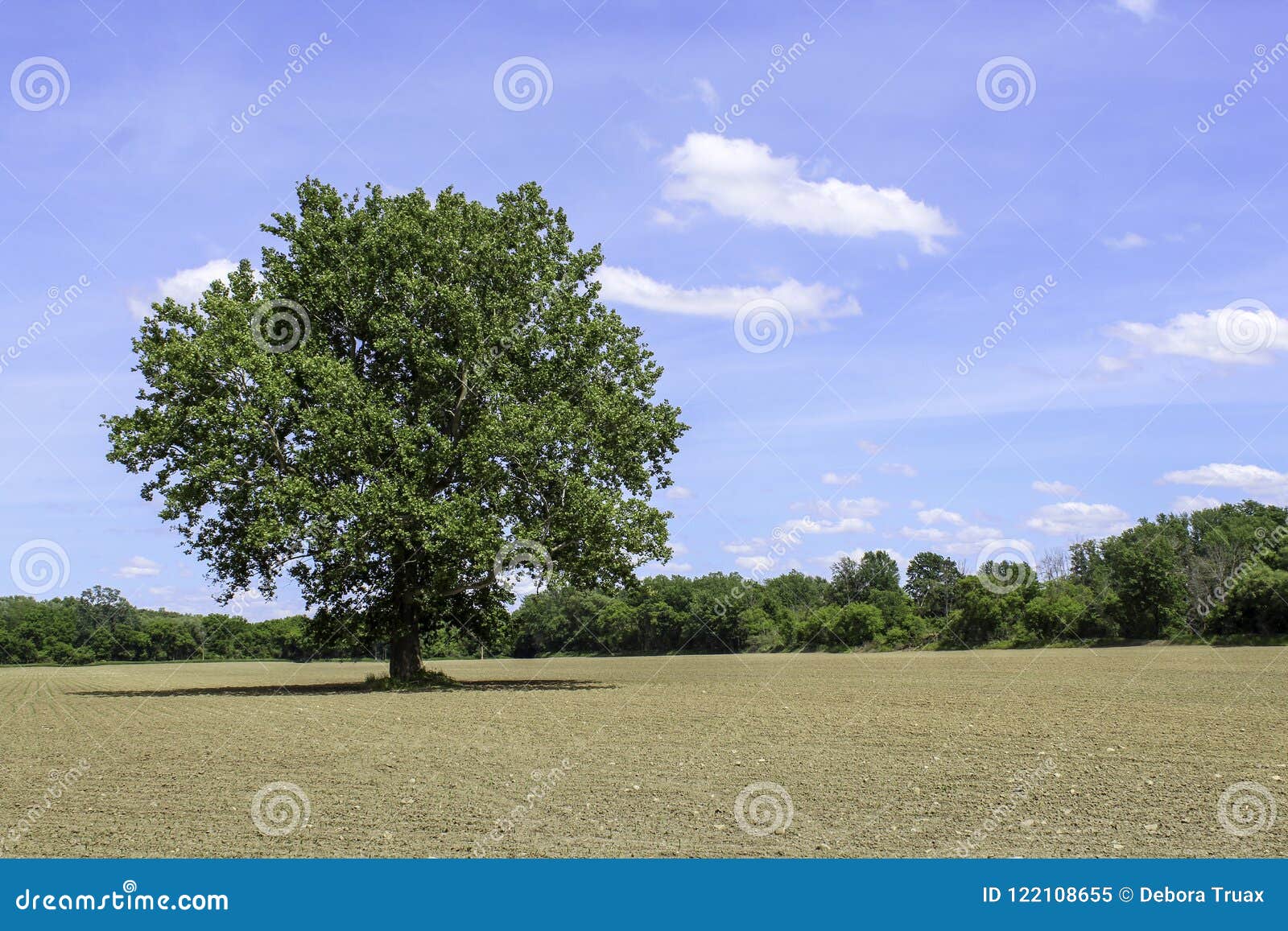 Single Tree in the Middle of a Farm Field Stock Image - Image of ...