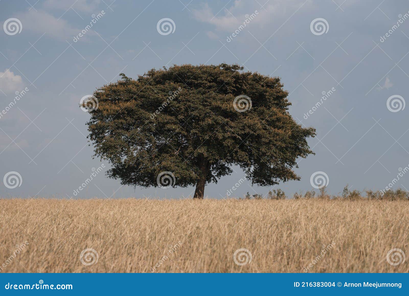 Single Tree in Middle of Field. Stock Photo - Image of growth, branch ...