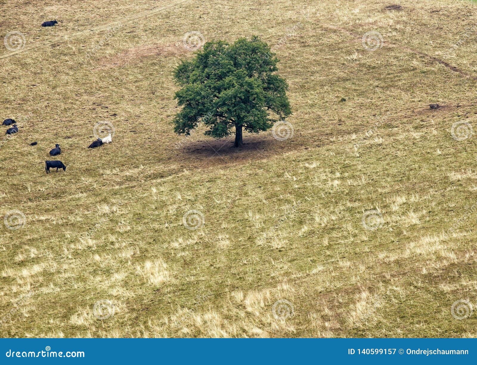 Single Tree in the Middle of the Pasture Stock Image - Image of ...