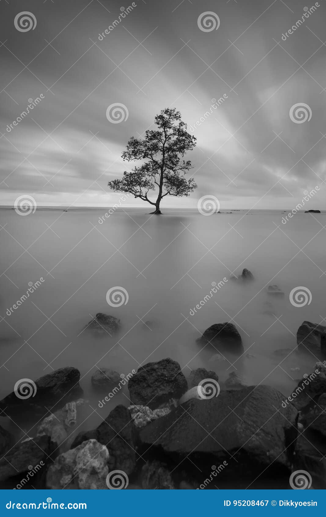 Single Tree in the Middle of the Sea Stock Image - Image of isolated ...