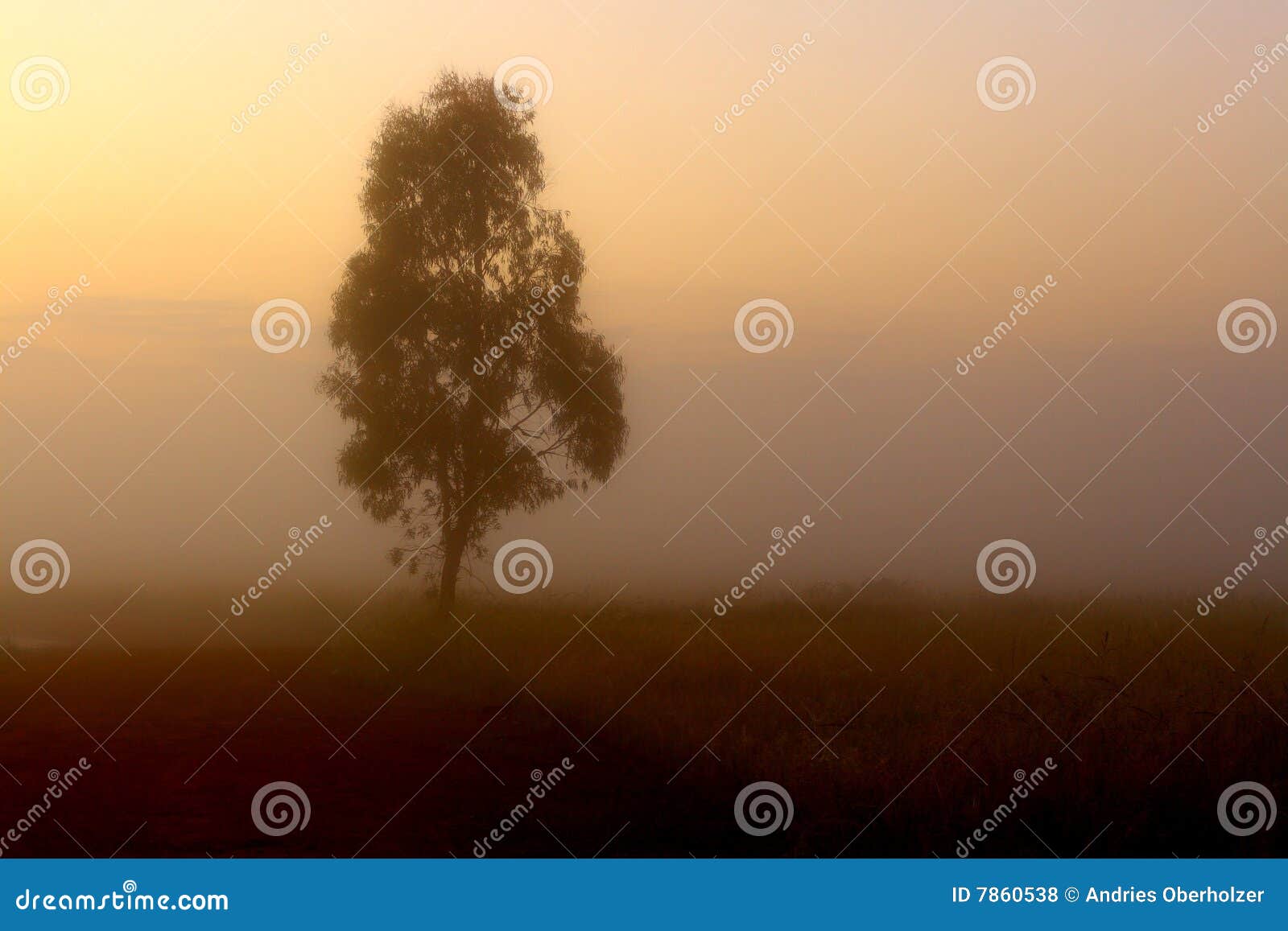 Single tree in the mist stock photo. Image of morning - 7860538