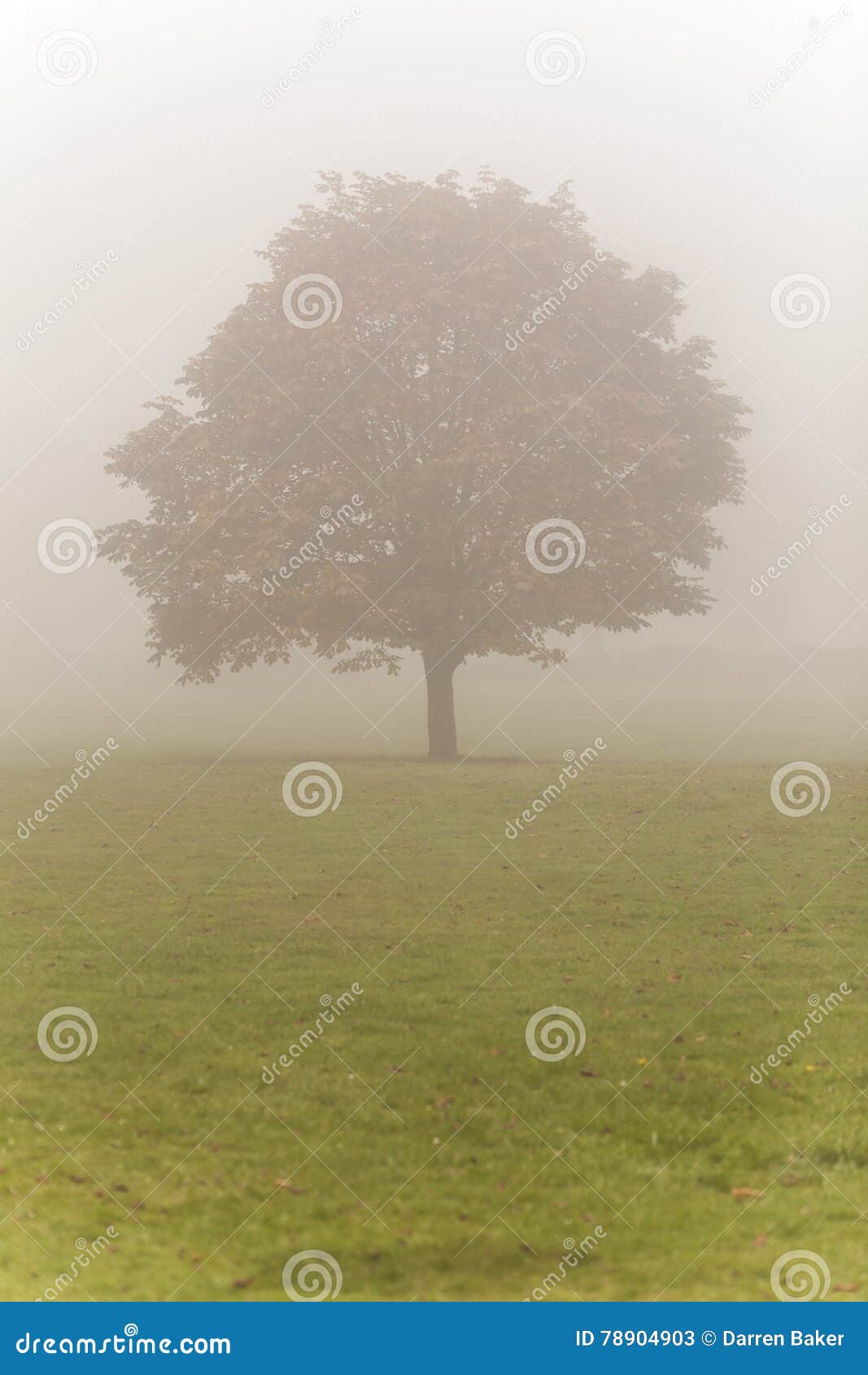 Single Tree in Mist or Fog stock image. Image of field - 78904903