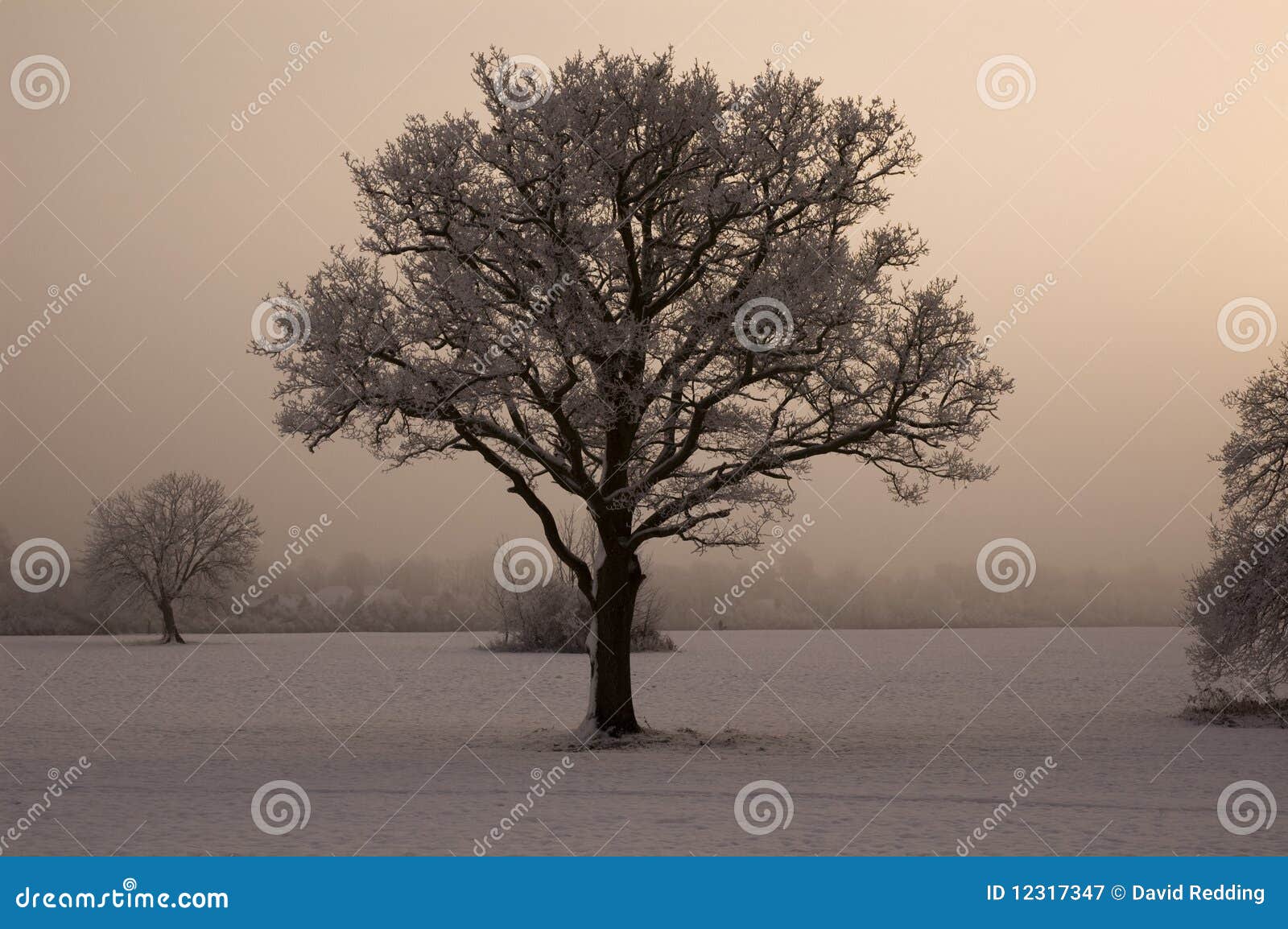 Single Tree with Misty Background Stock Image - Image of frozen, inch ...