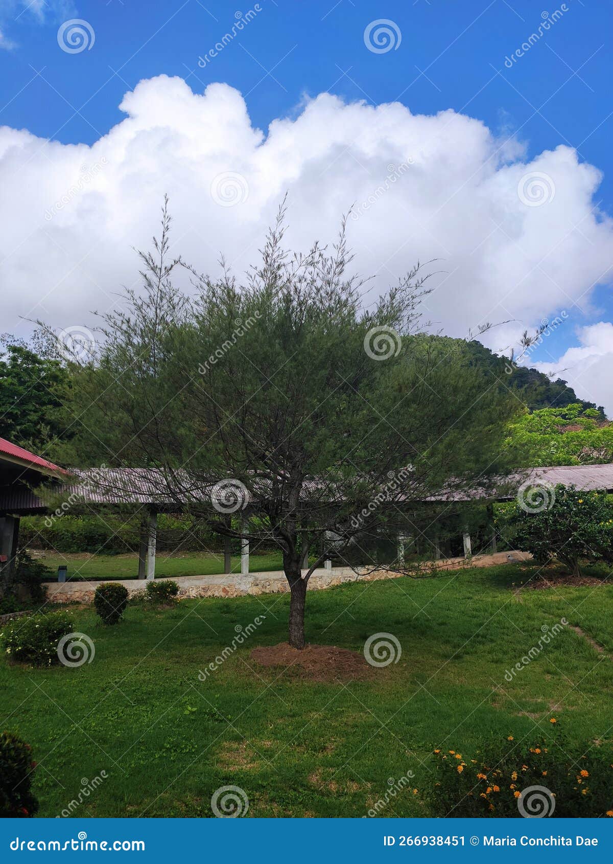 Single Tree in the Monastery Garden Stock Image - Image of plant ...