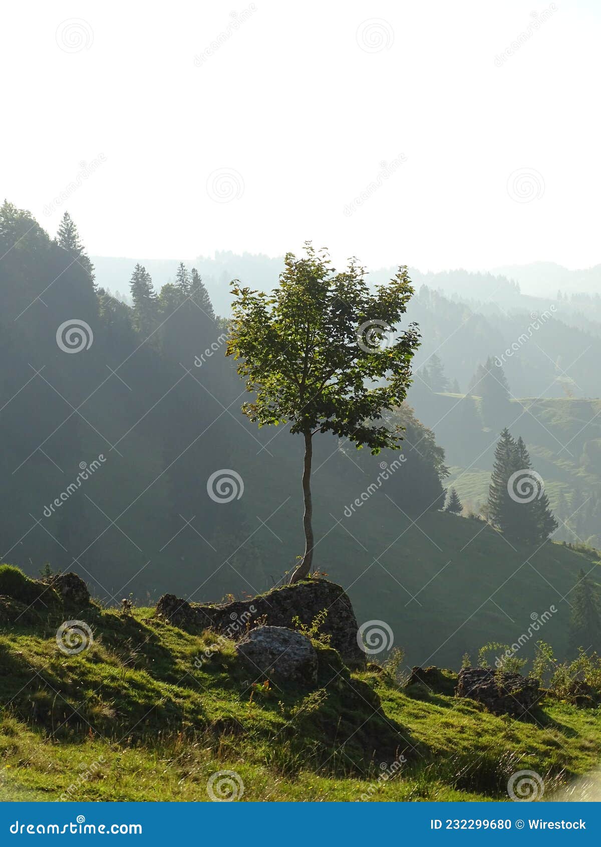 Single Tree on the Mountain Stock Photo - Image of rocks, autumn: 232299680