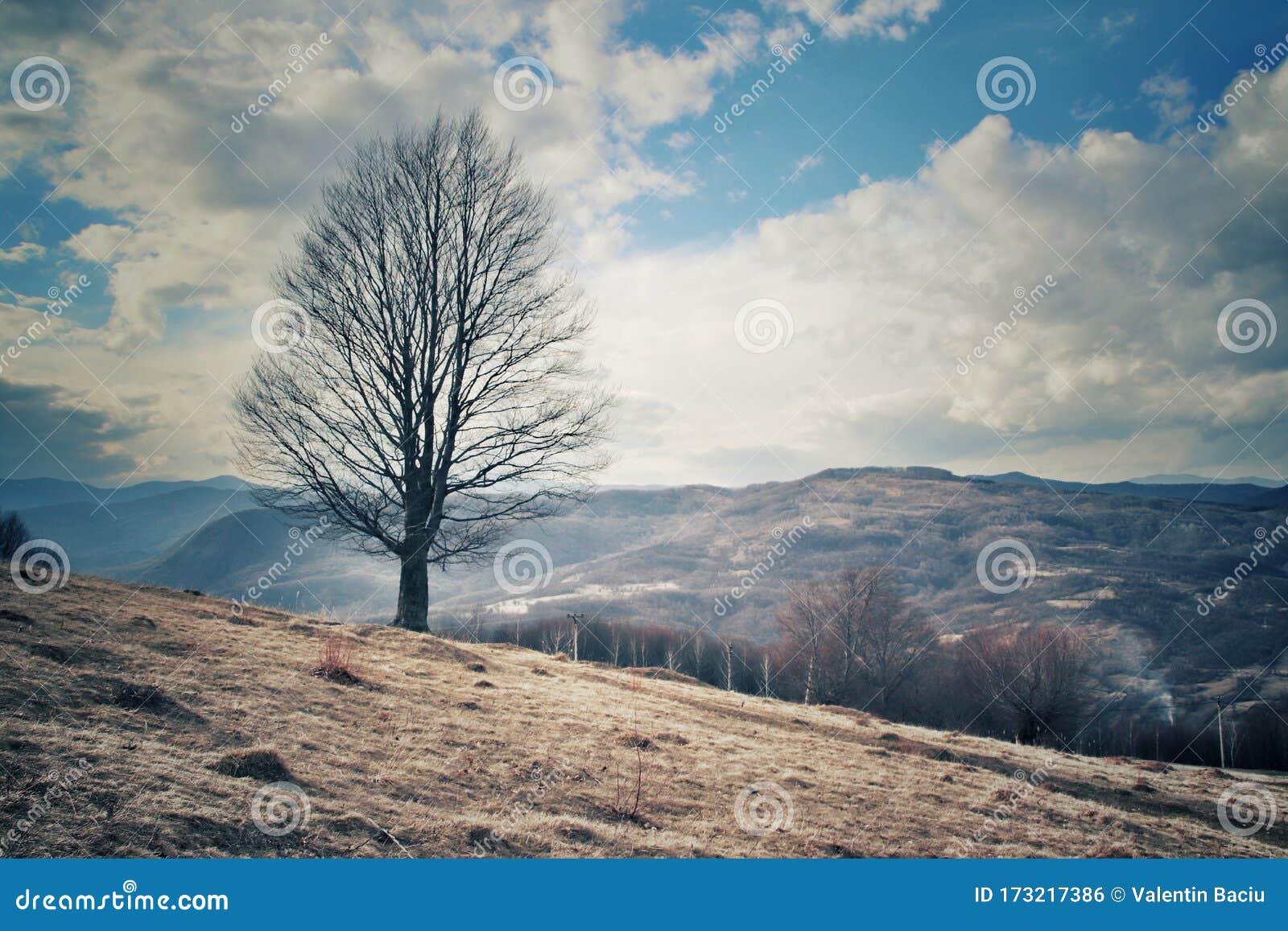 A Single Tree on the Mountain with Sky with Clouds Stock Photo - Image ...