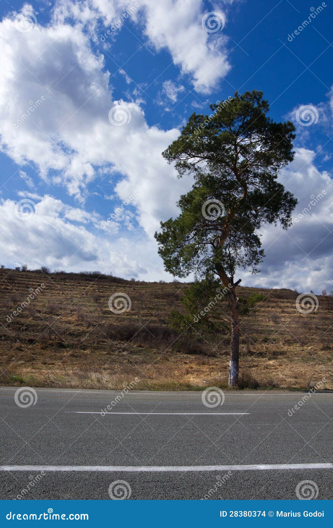 Single tree near highway stock photo. Image of nature - 28380374