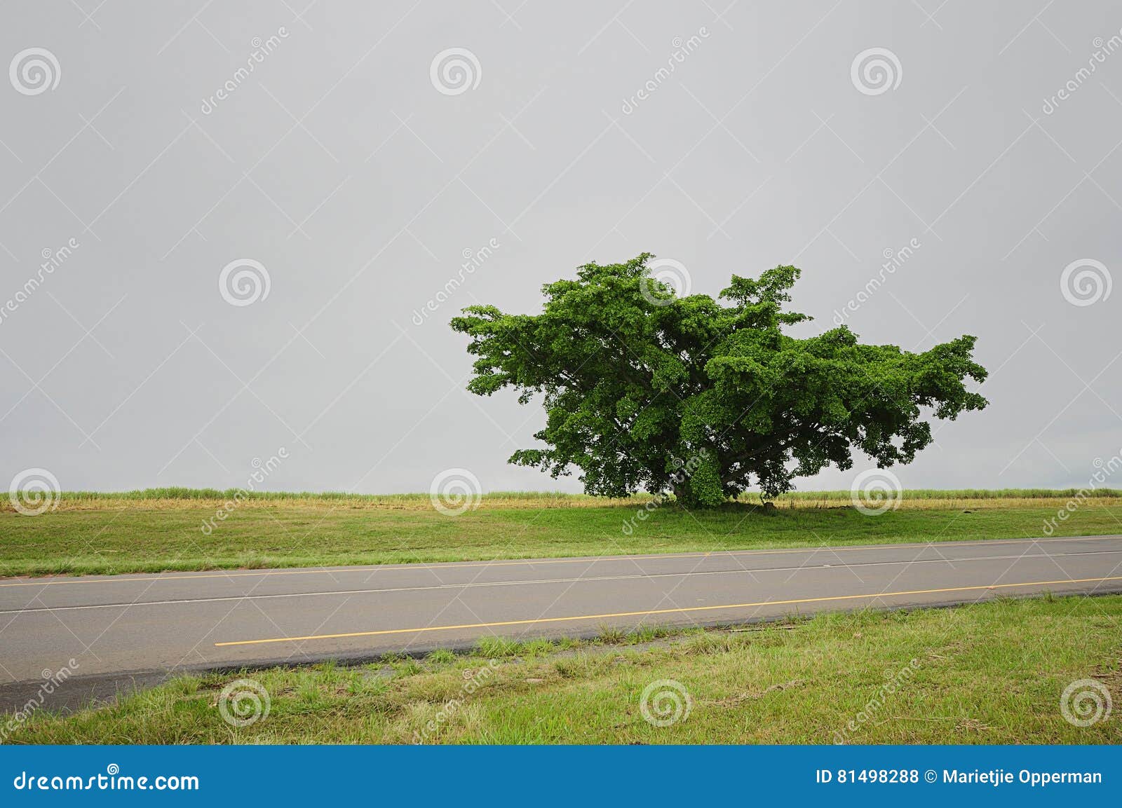 A Single Tree Next To a Tar Road Stock Photo - Image of green, single ...