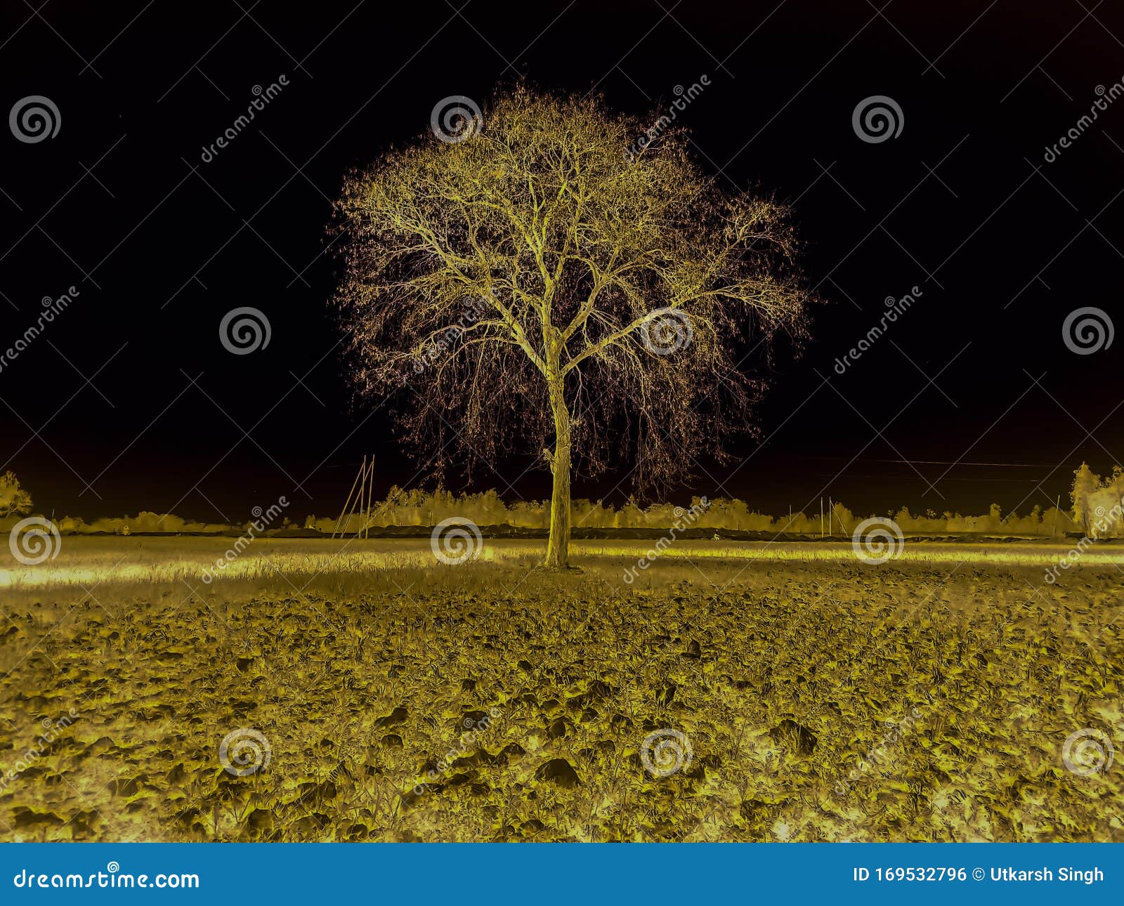 Single Tree with Night View Stock Photo - Image of black, single: 169532796
