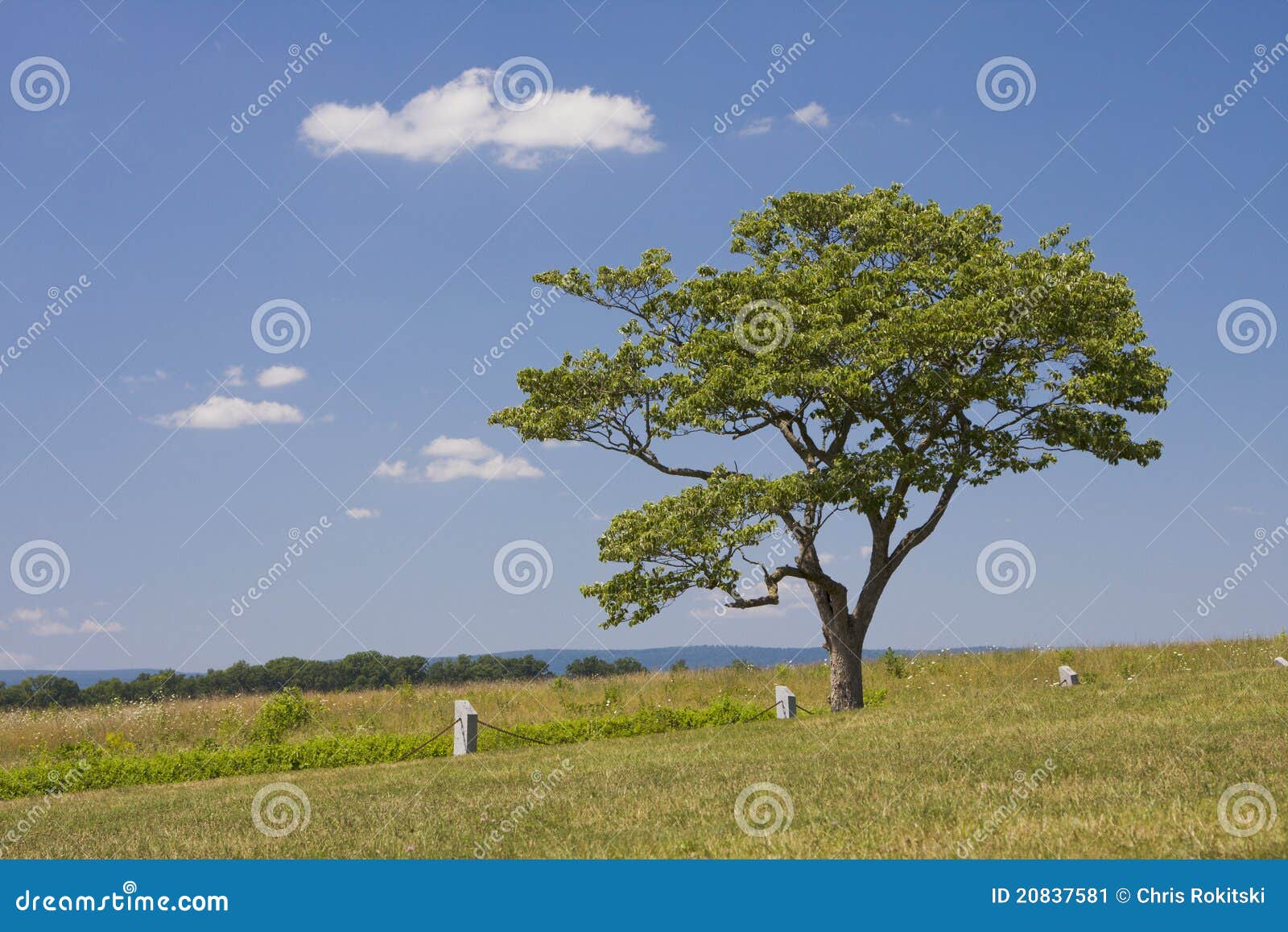 Single Tree in Open Field stock image. Image of clouds - 20837581