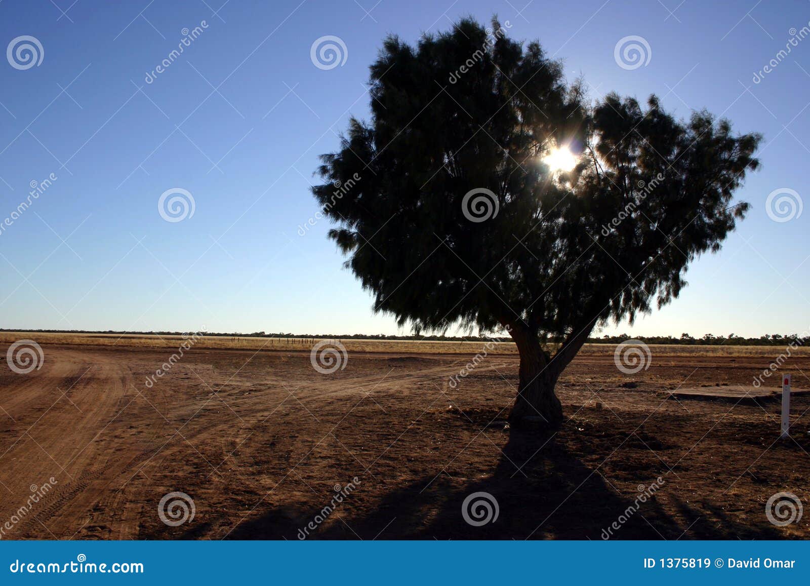 Single Tree in Outback Australia Stock Image - Image of vegetation ...