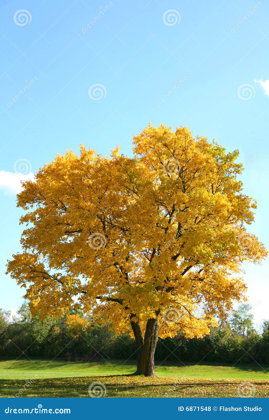 Single Tree in Outdoor Park Stock Photo - Image of natural, countryside ...
