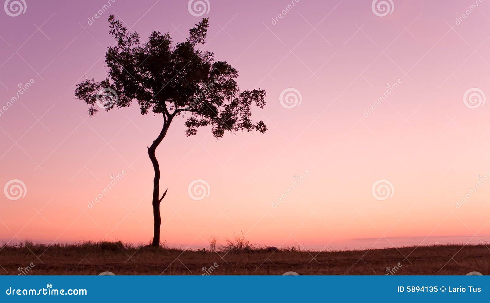 Single Tree Over Sunset Sky Stock Image - Image of nature, tree: 5894135