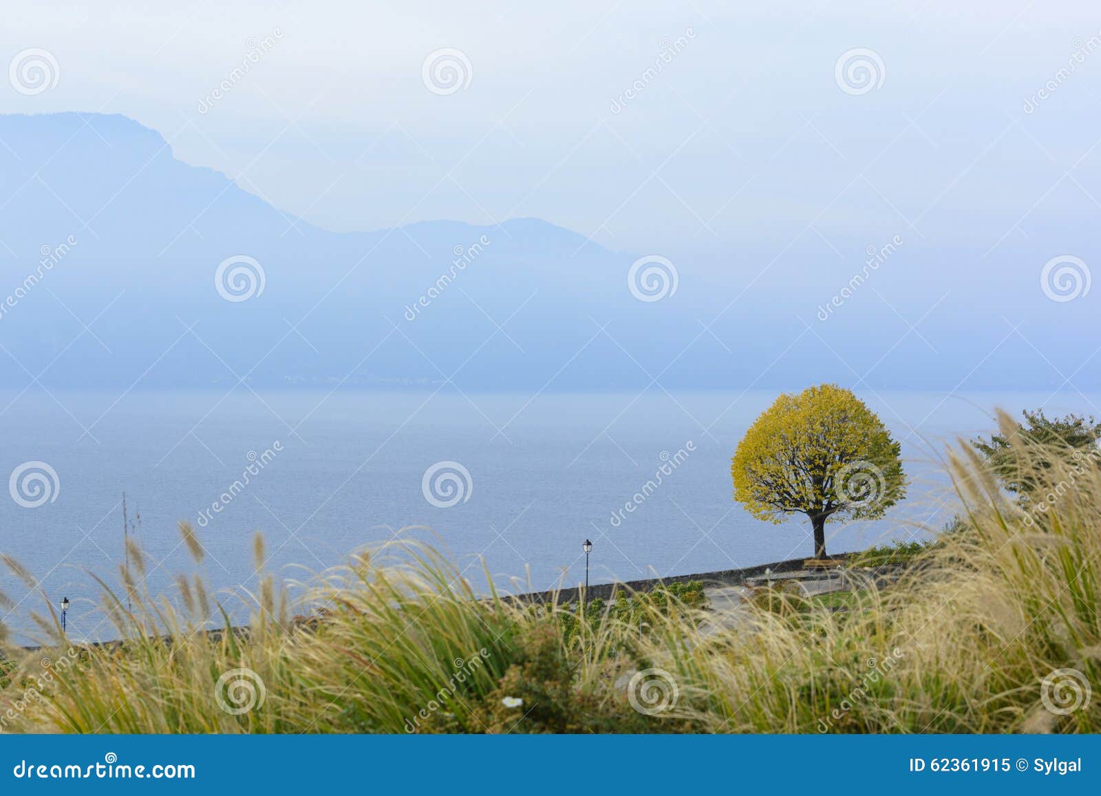 Single Tree Overlooking Lake and Mountains Stock Image - Image of round ...