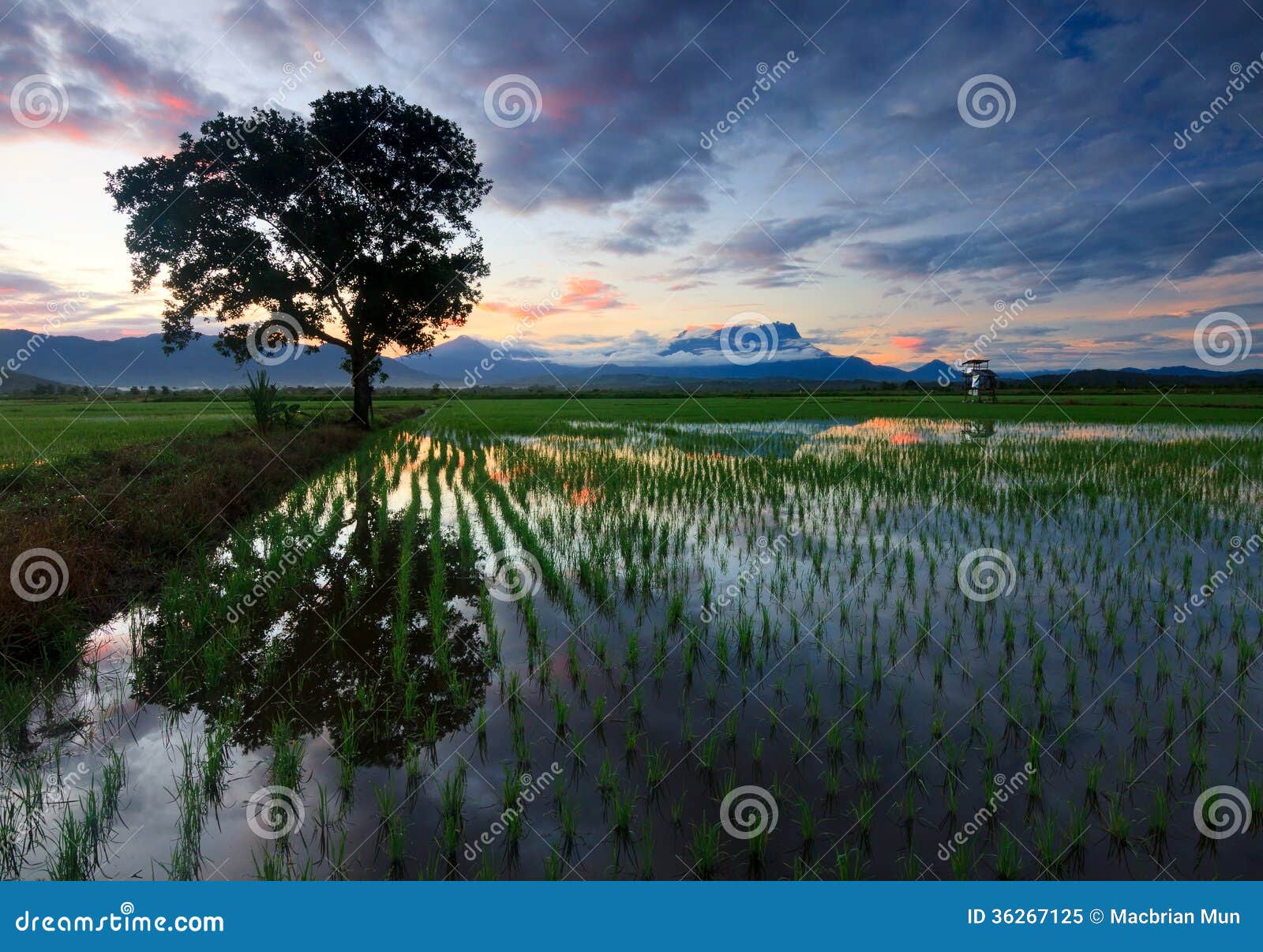 Borneo Paddy Field Full Of Ripe Rice Ready For Harvest In Malaysia ...