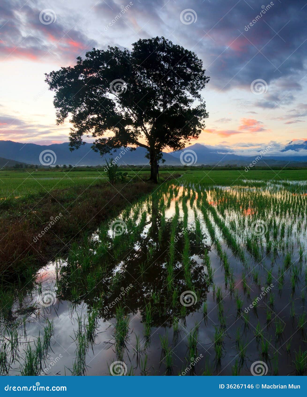 Single Tree at a Paddy Field in Sabah, Borneo Stock Photo - Image of ...