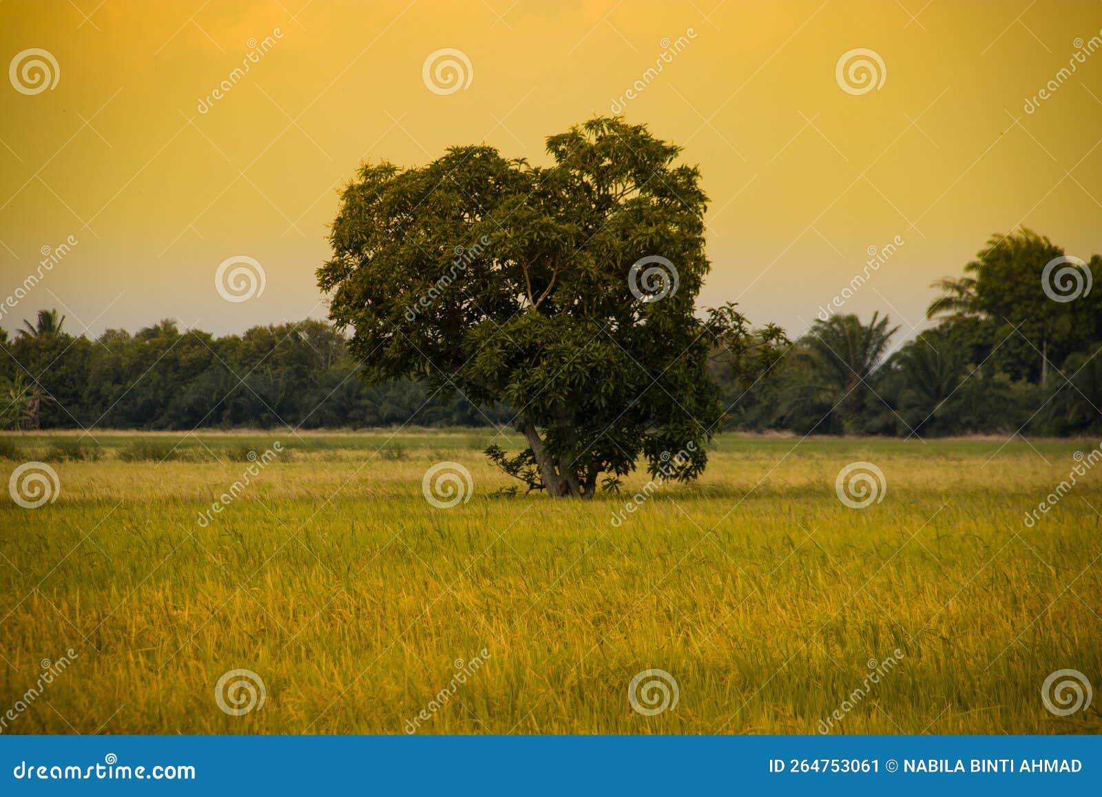 Single Tree on Paddy Fields Stock Image - Image of savanna, single ...