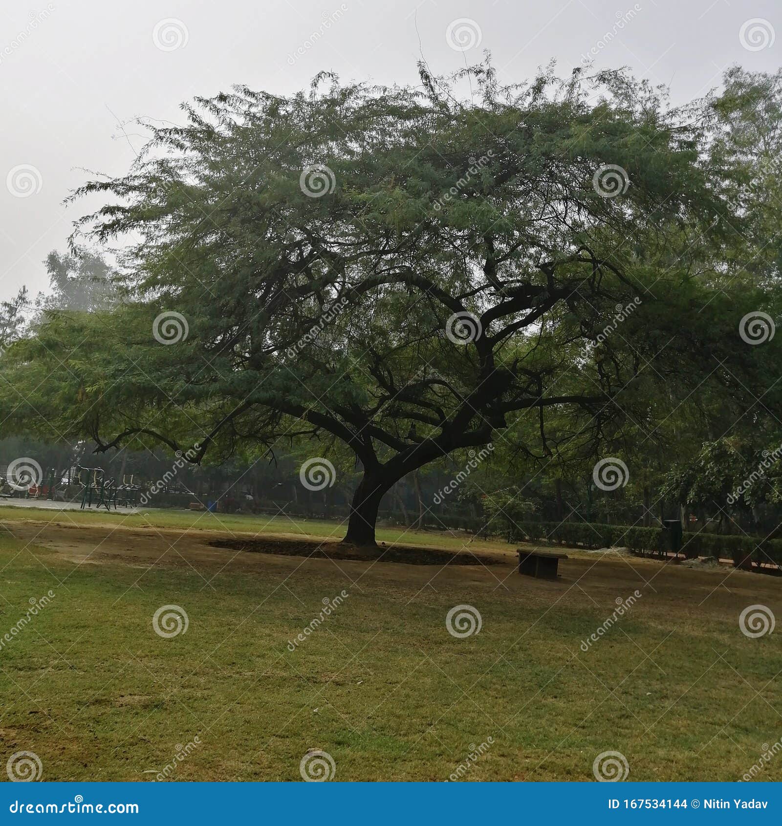 Single Tree in Park with Green Grass Stock Photo - Image of tree ...