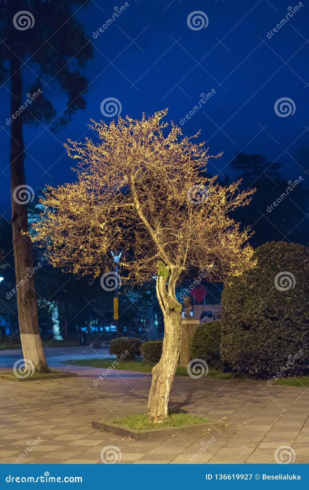 Single tree at the park stock image. Image of autumn - 136619927