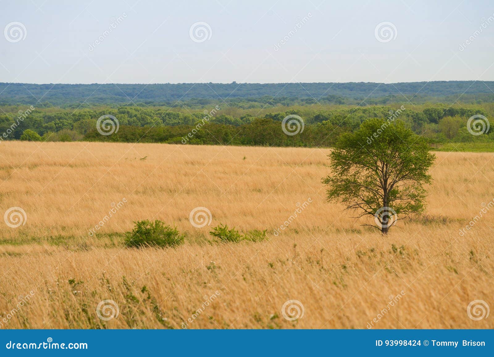Single Tree in Pasture stock photo. Image of environment - 93998424
