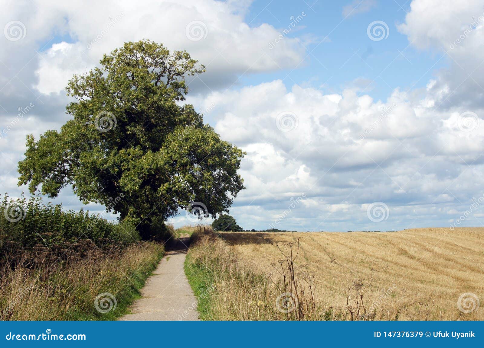 Single Tree by the Pathway in Yorkshire Countryside Stock Image - Image ...