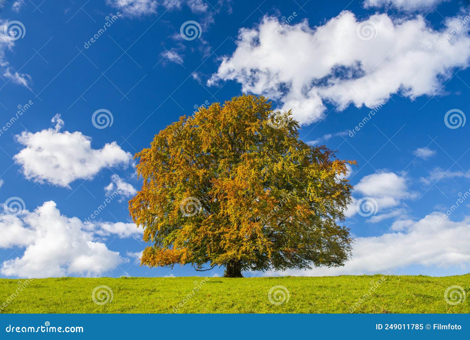 Single Tree with Perfect Treetop in Meadow Stock Image - Image of ...