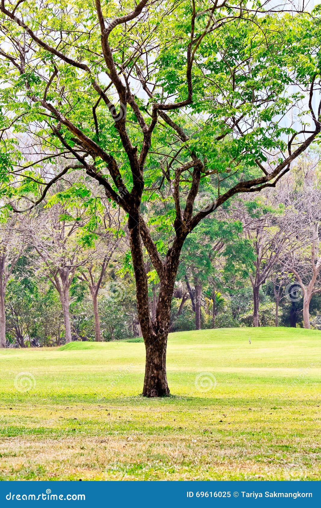 A Single Tree Planted on Green Lawn Stock Image - Image of planted ...