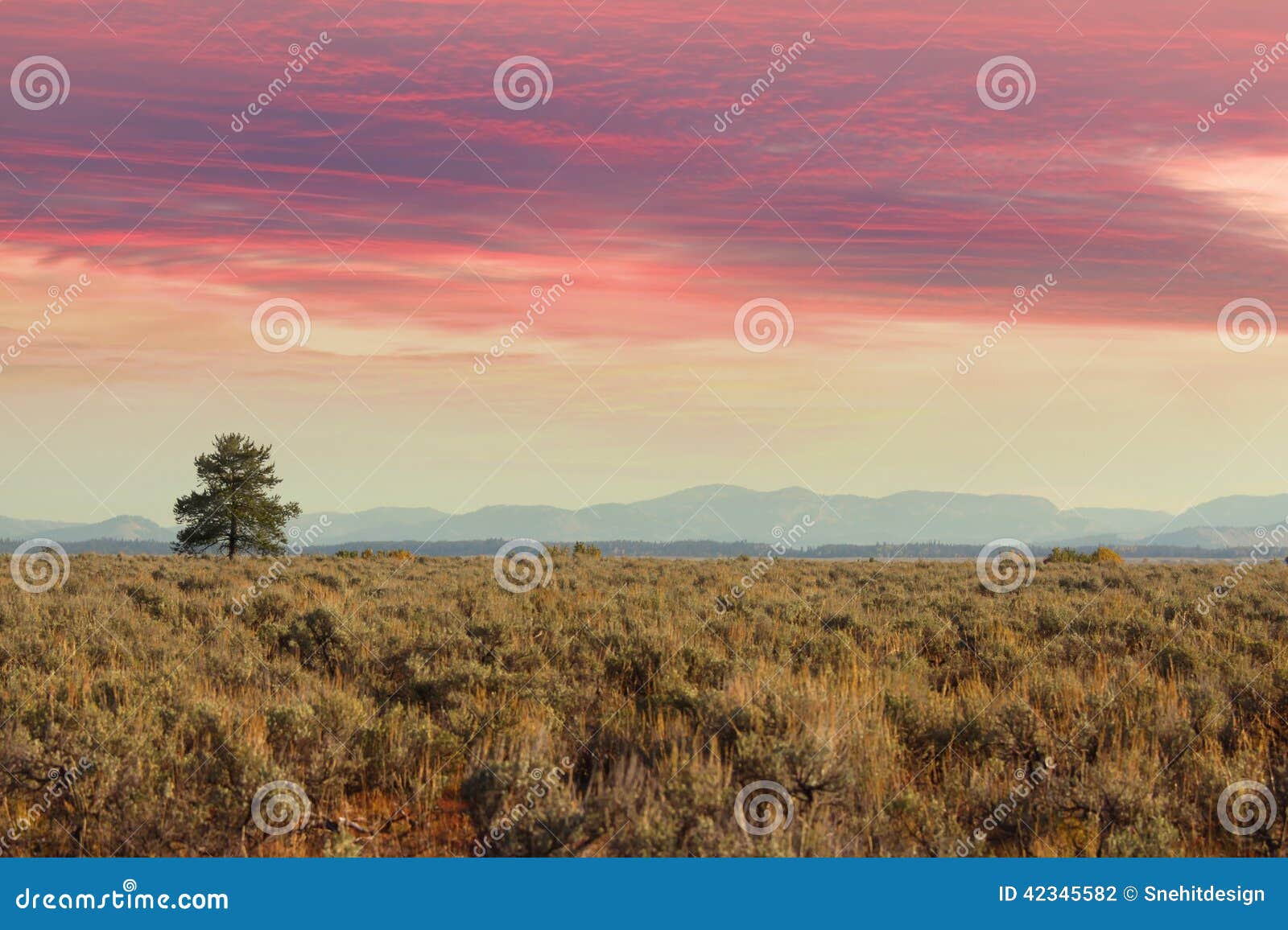 Single Tree in the Prairies Stock Photo - Image of hill, field: 42345582