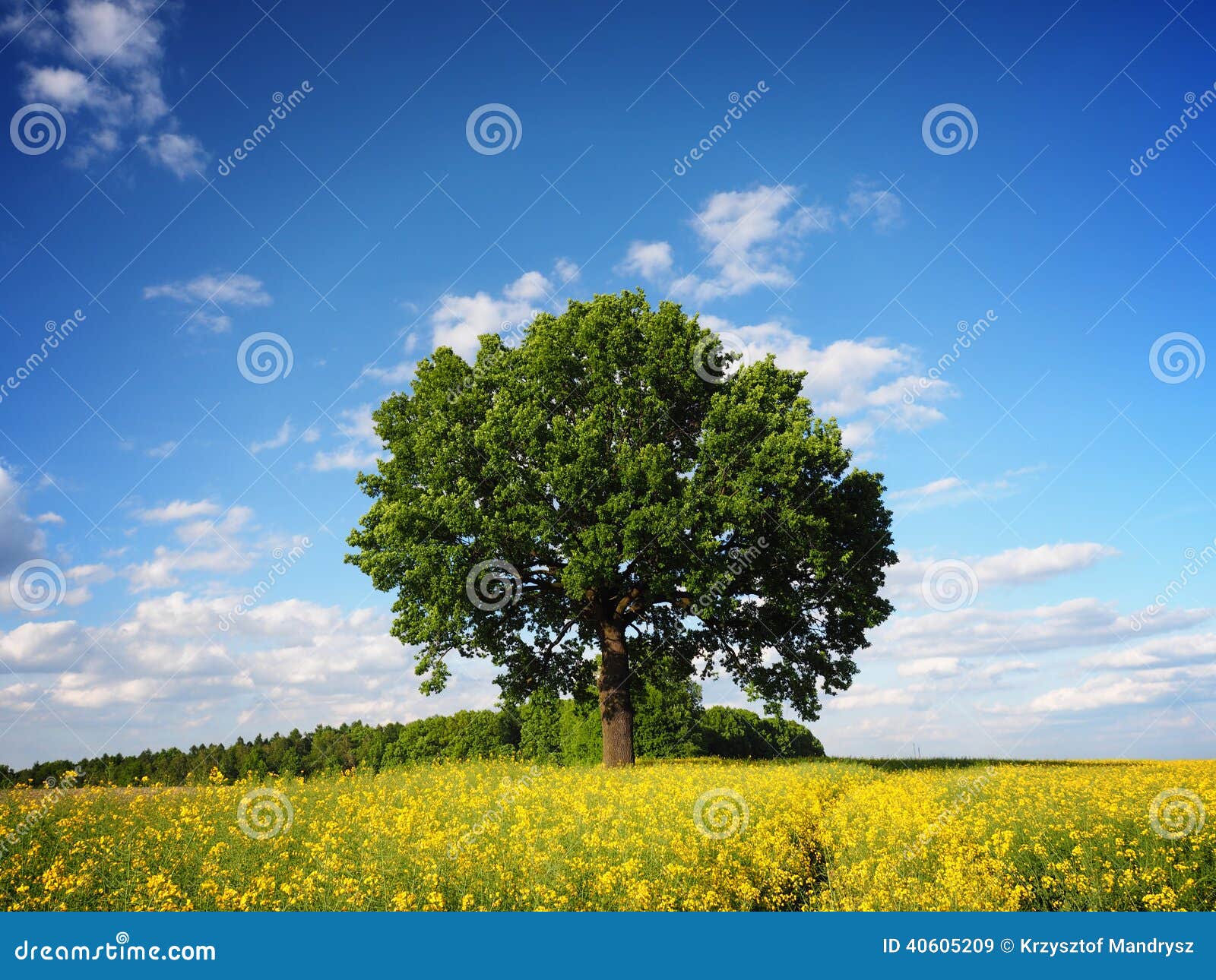 Single tree stock image. Image of ecology, field, horizontaln - 40605209