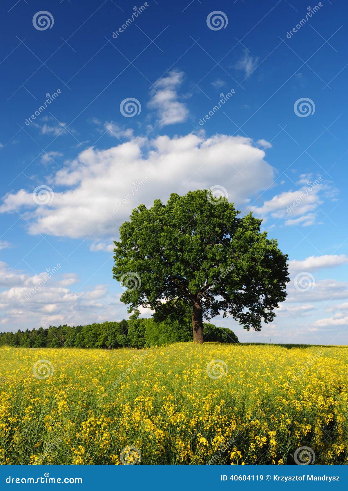 Single tree stock image. Image of landscape, vertical - 40604119