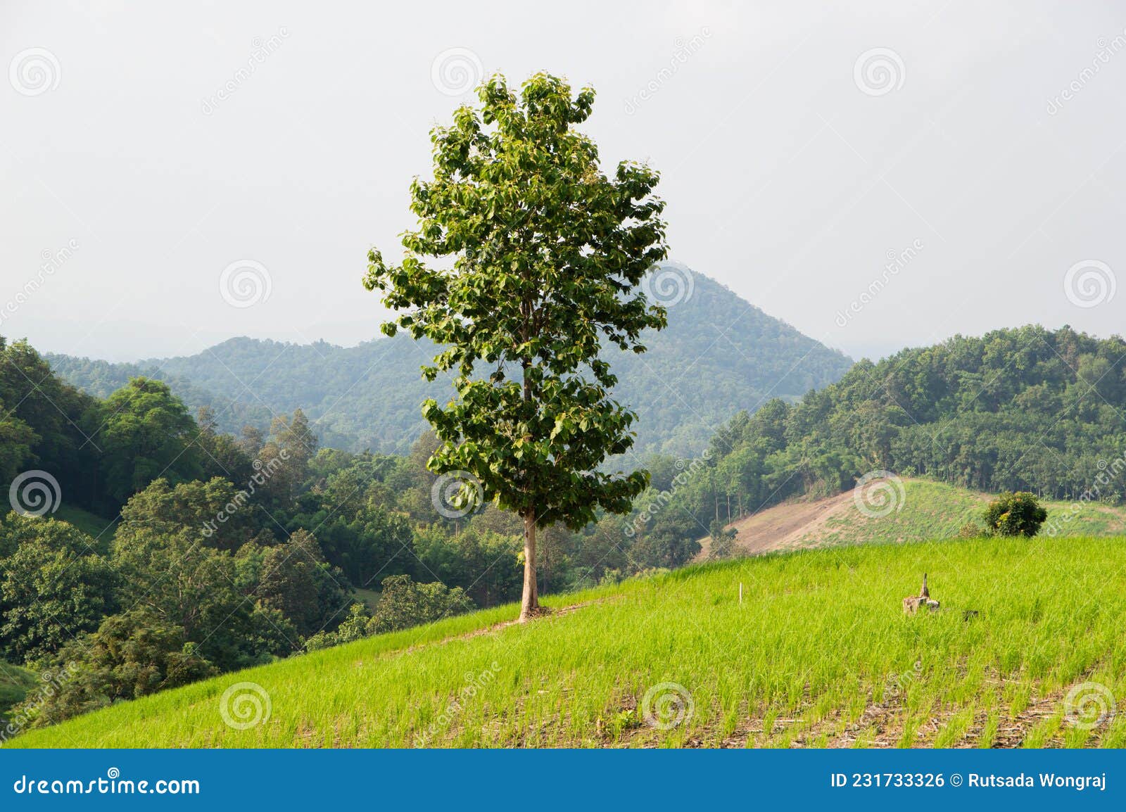 A Single Tree in a Rice Field Stock Photo - Image of landscape, growth ...